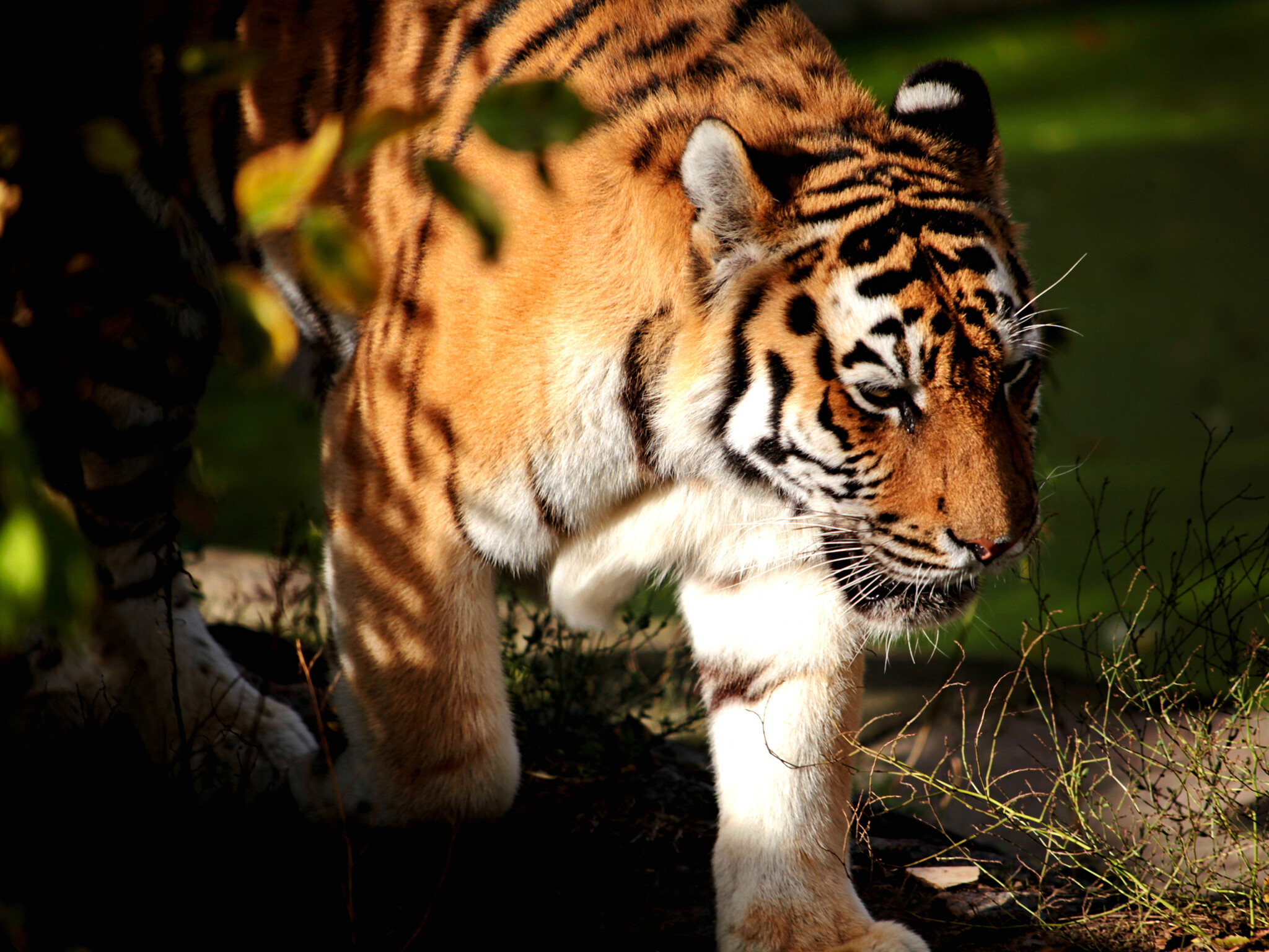 У Київському зоопарку показали, як тварини готуються до зими